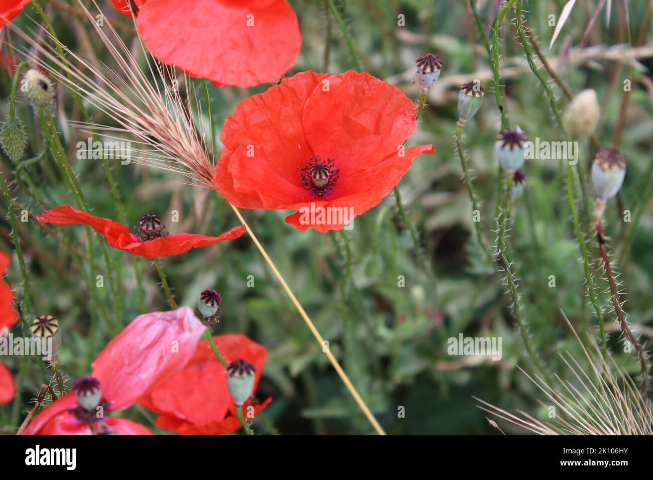 Red poppy's photo. Summer scene in Nature. Wildflowers close-up. Ripe ...