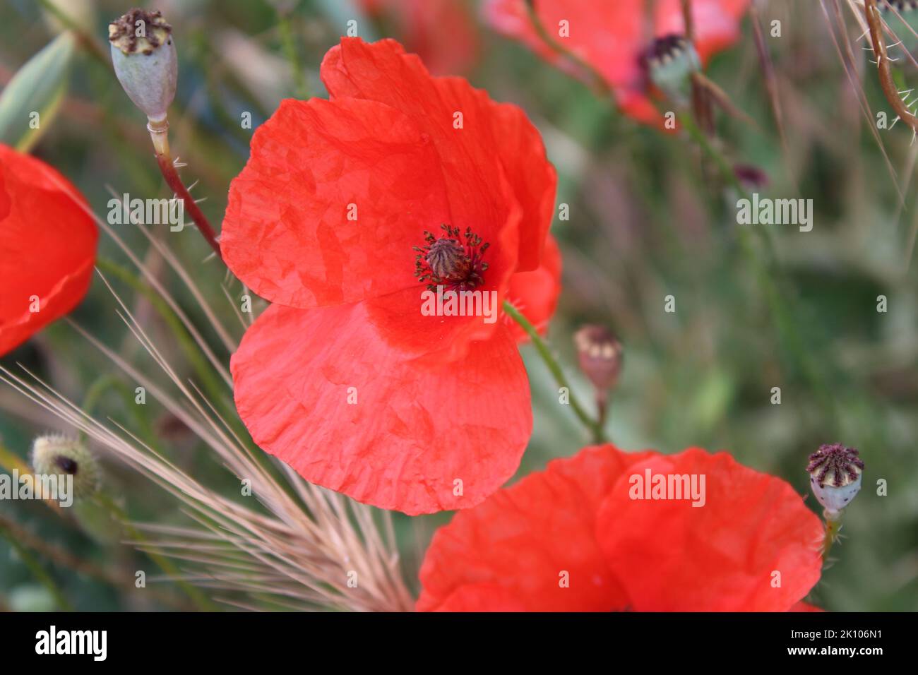 Red poppy's photo. Summer scene in Nature. Wildflowers close-up. Ripe ...