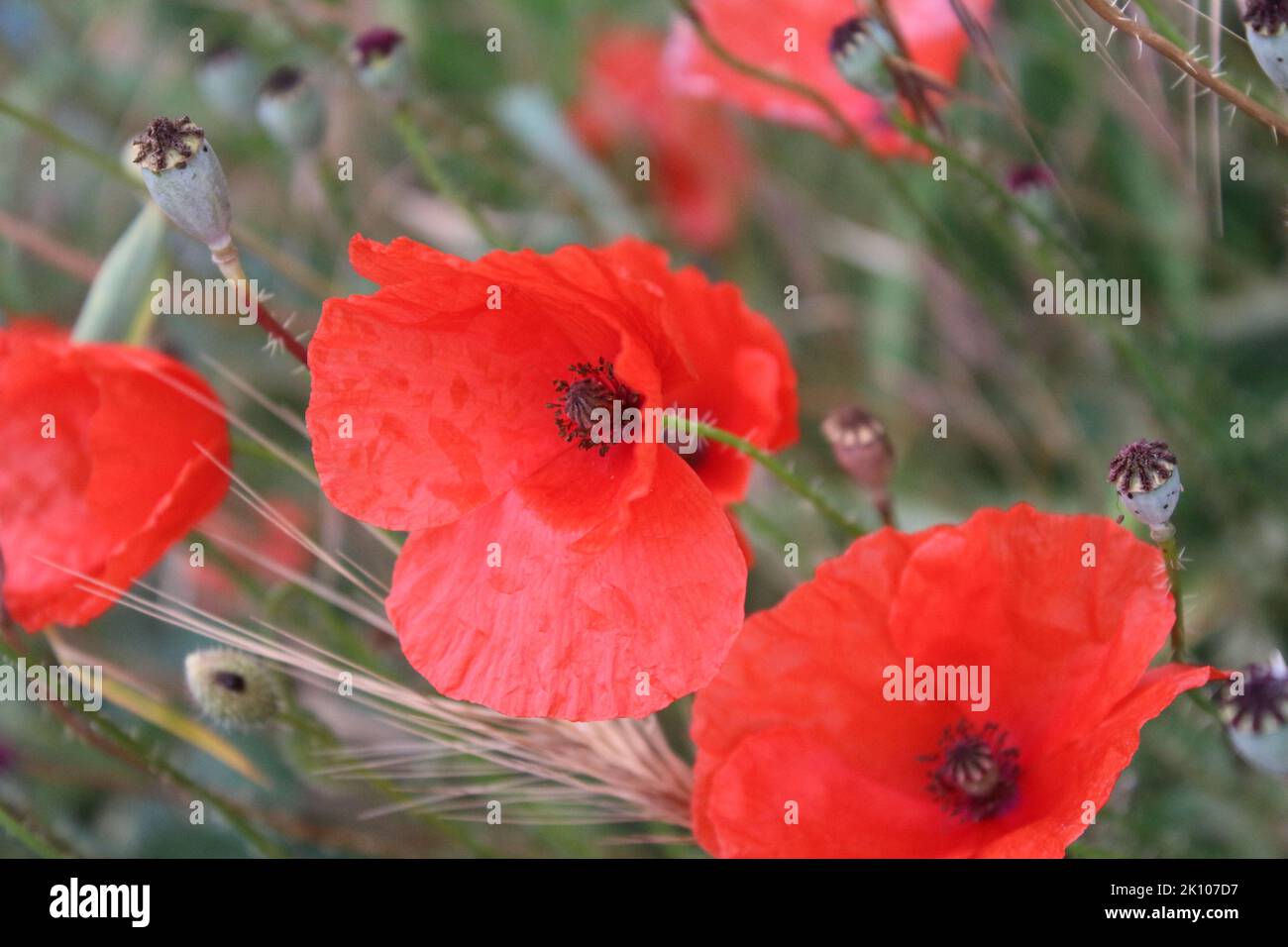 Red poppy's photo. Summer scene in Nature. Wildflowers close-up. Ripe ...