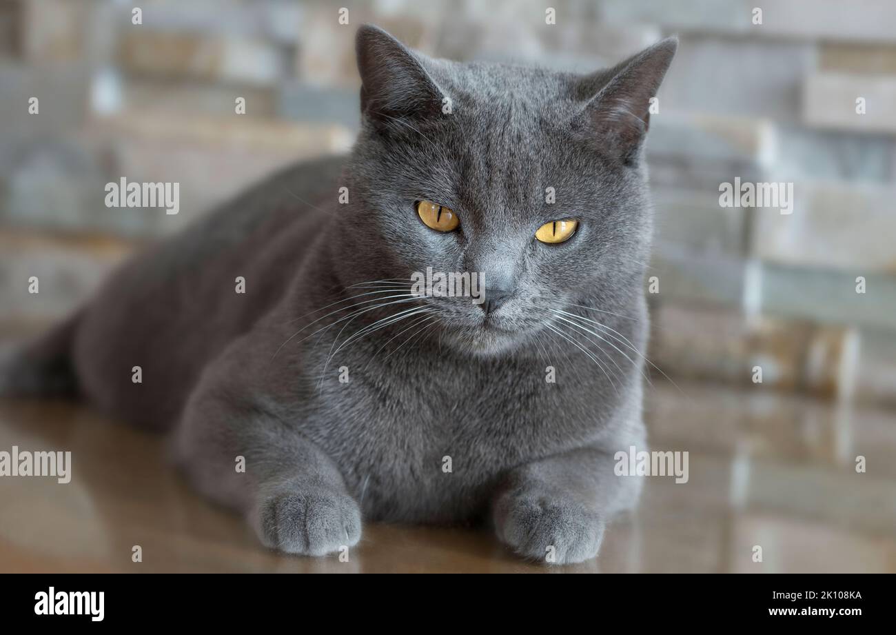 Cute Chartreux cat relaxing Stock Photo - Alamy