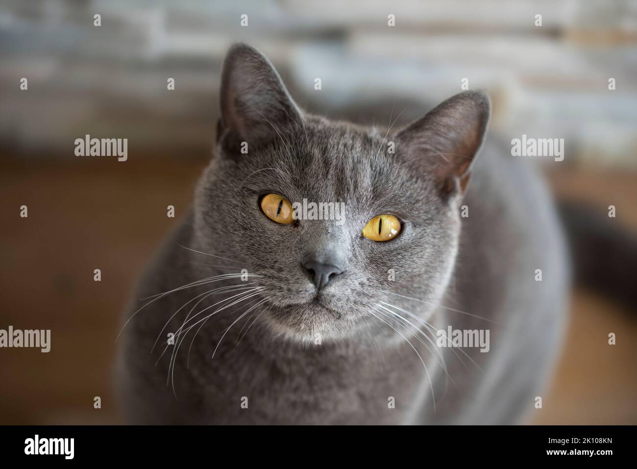 Chartreux cat hi-res stock photography and images - Alamy
