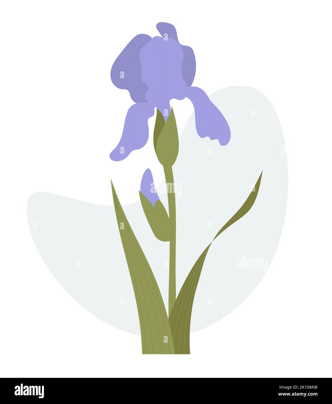 Iris germanica illustration Stock Vector Images - Alamy