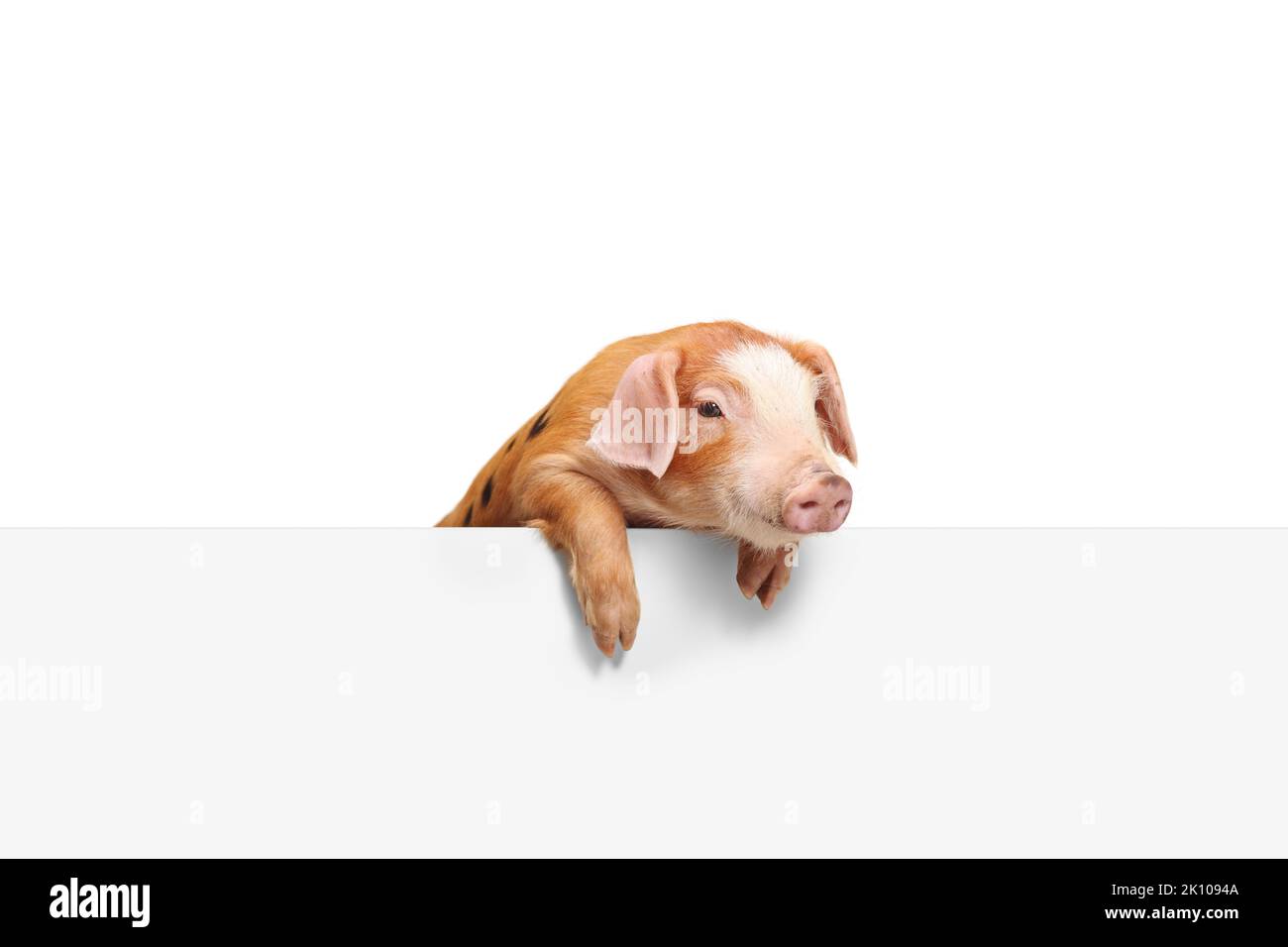 Little pig peeking from a blank white panel isolated on white ...