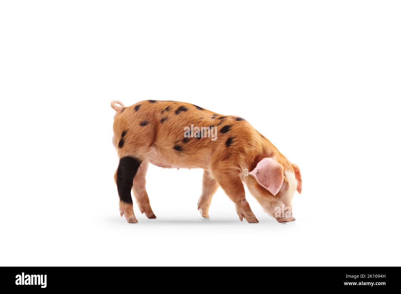 Little pig sniffing the ground isolated on white background Stock Photo ...