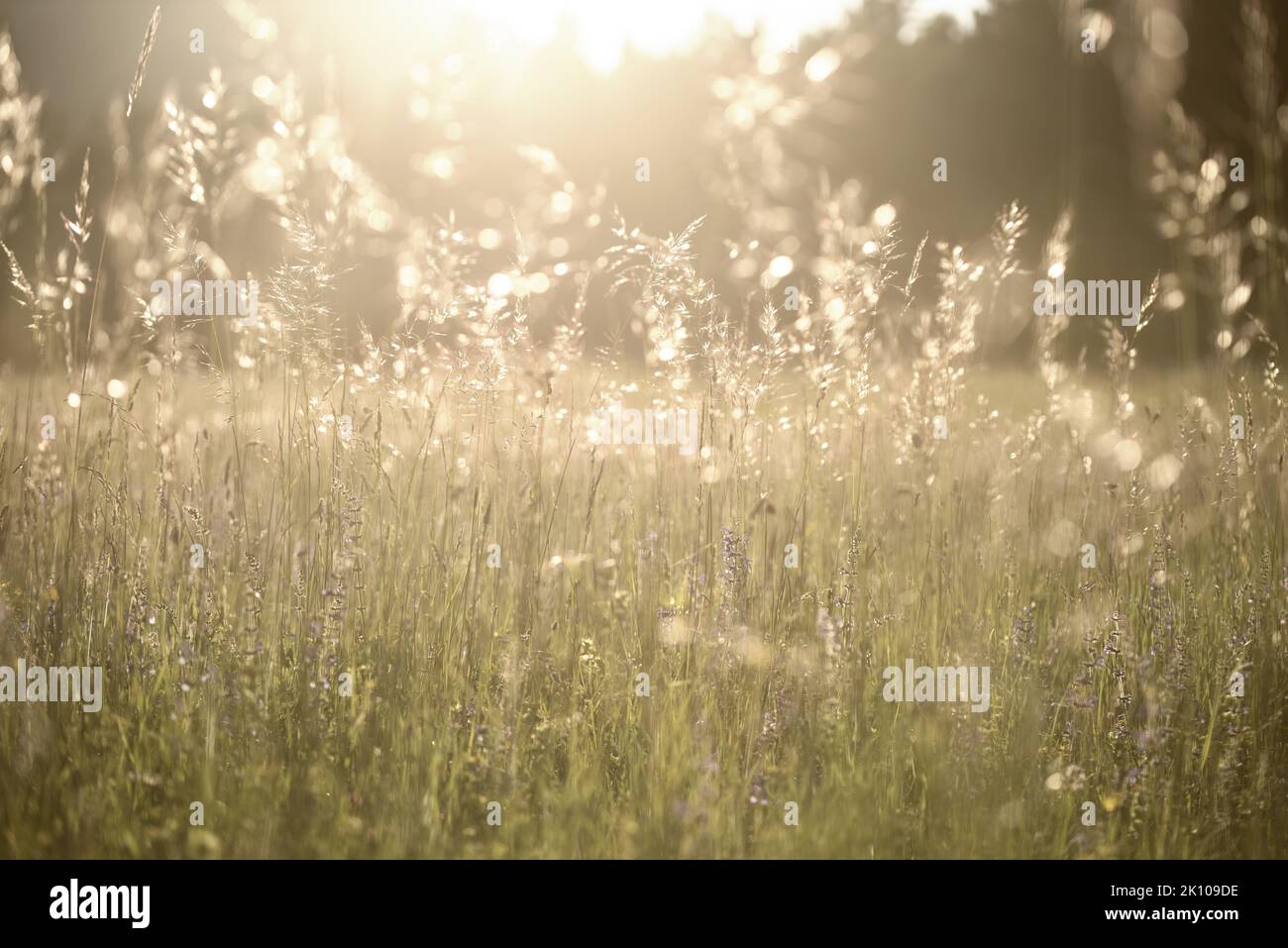 Backlight and gold environment hi-res stock photography and images - Alamy