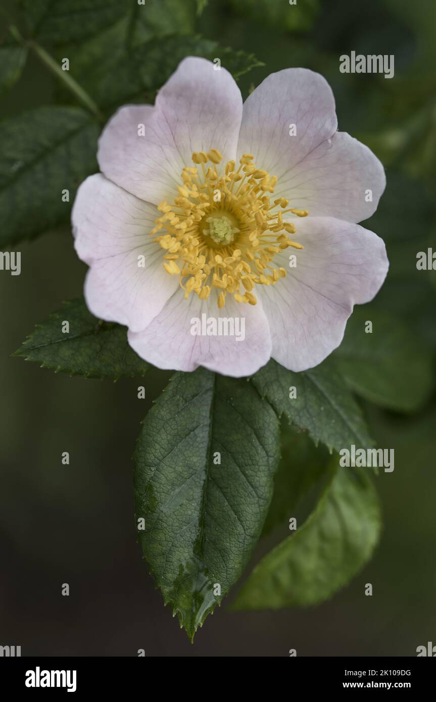 Pink wild rose hi-res stock photography and images - Alamy