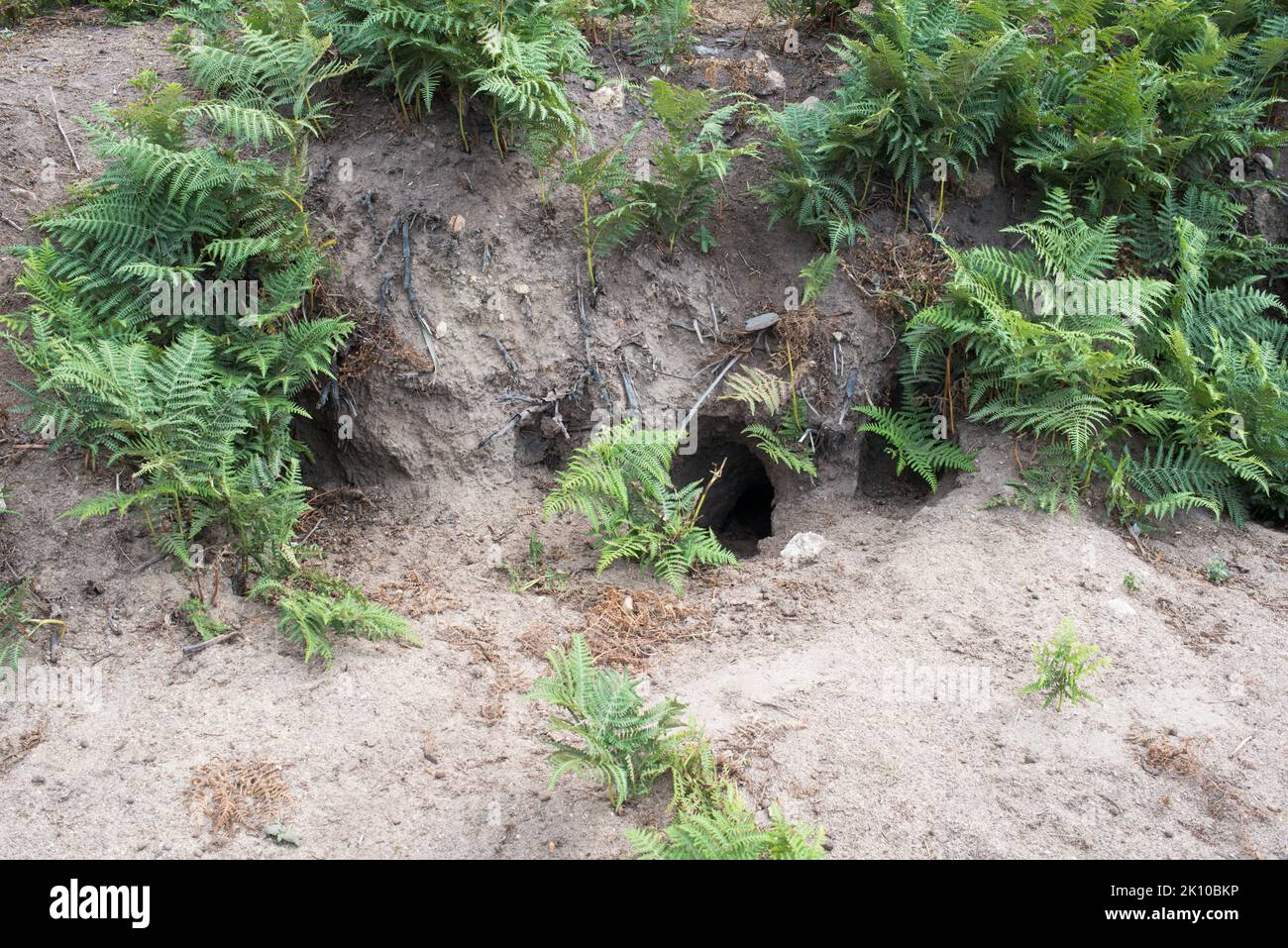 Rabbit burrows in the atlantic coast. France. Europe Stock Photo - Alamy