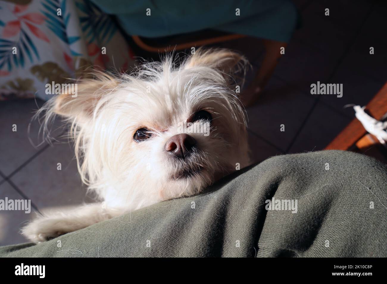 Musetta hi-res stock photography and images - Alamy