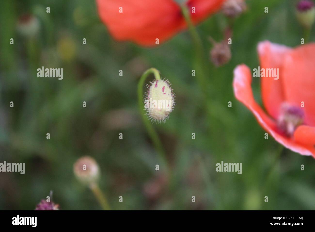 Red poppy's photo. Summer scene in Nature. Wildflowers close-up. Ripe ...