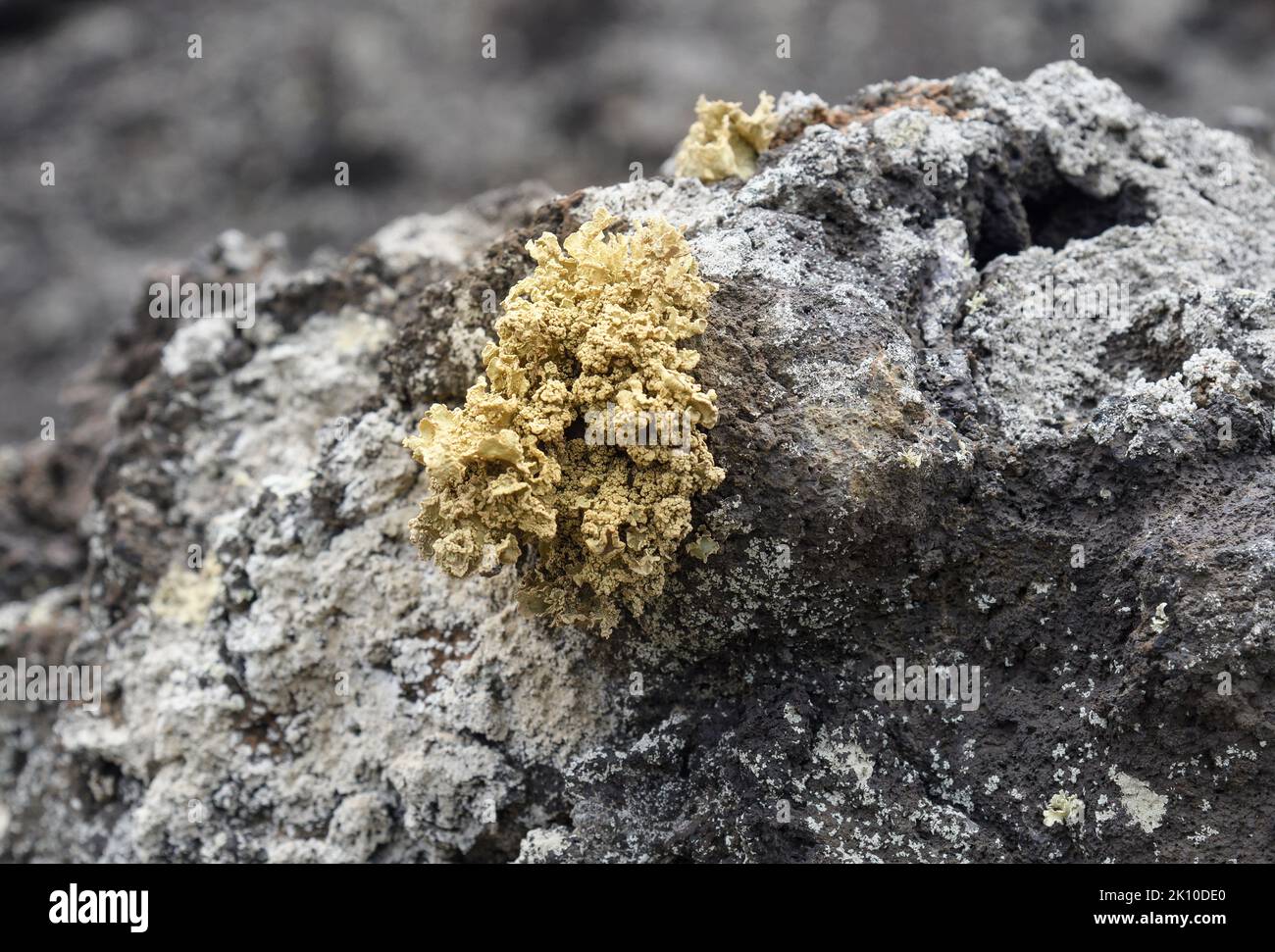 Close-up of the lichen Ramalina sp. colonizing a volcanic rock Stock ...