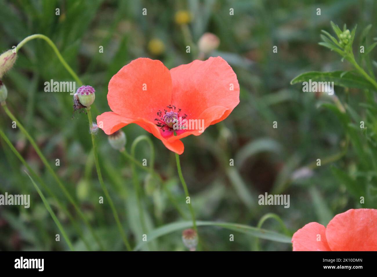 Red poppy's photo. Summer scene in Nature. Wildflowers close-up. Ripe ...