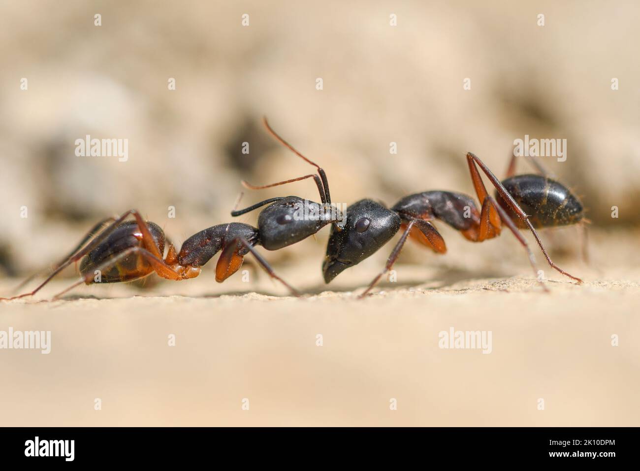 Invertebrados invertebrados hi-res stock photography and images - Alamy