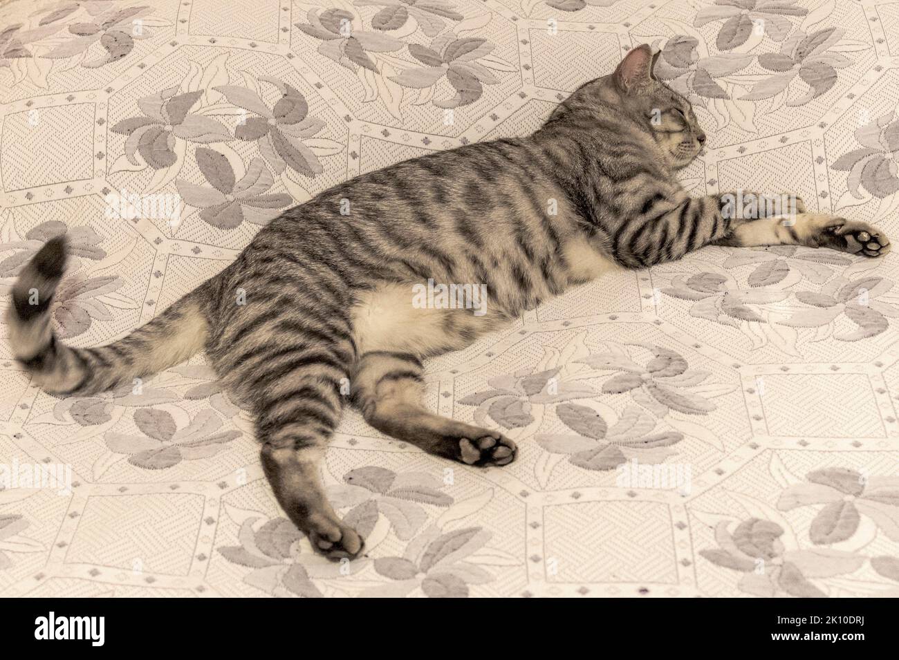 Domestic cat sleeps comfortably on the big bed at home Stock Photo - Alamy