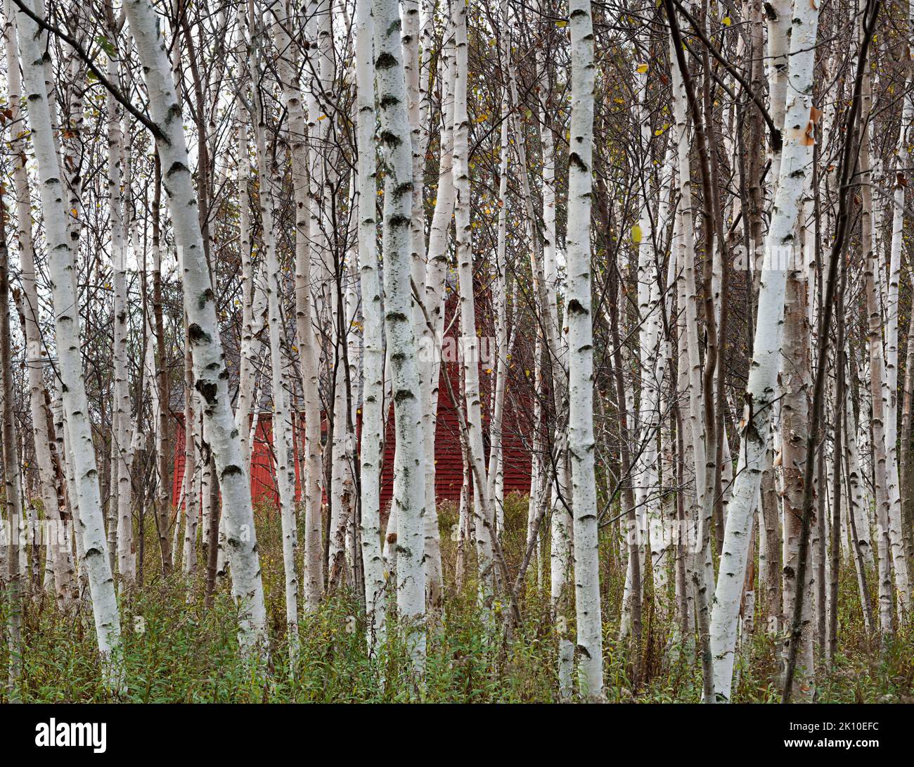 A red barn sits beyond a copse of Birch trees, Door County, Wisconsin ...