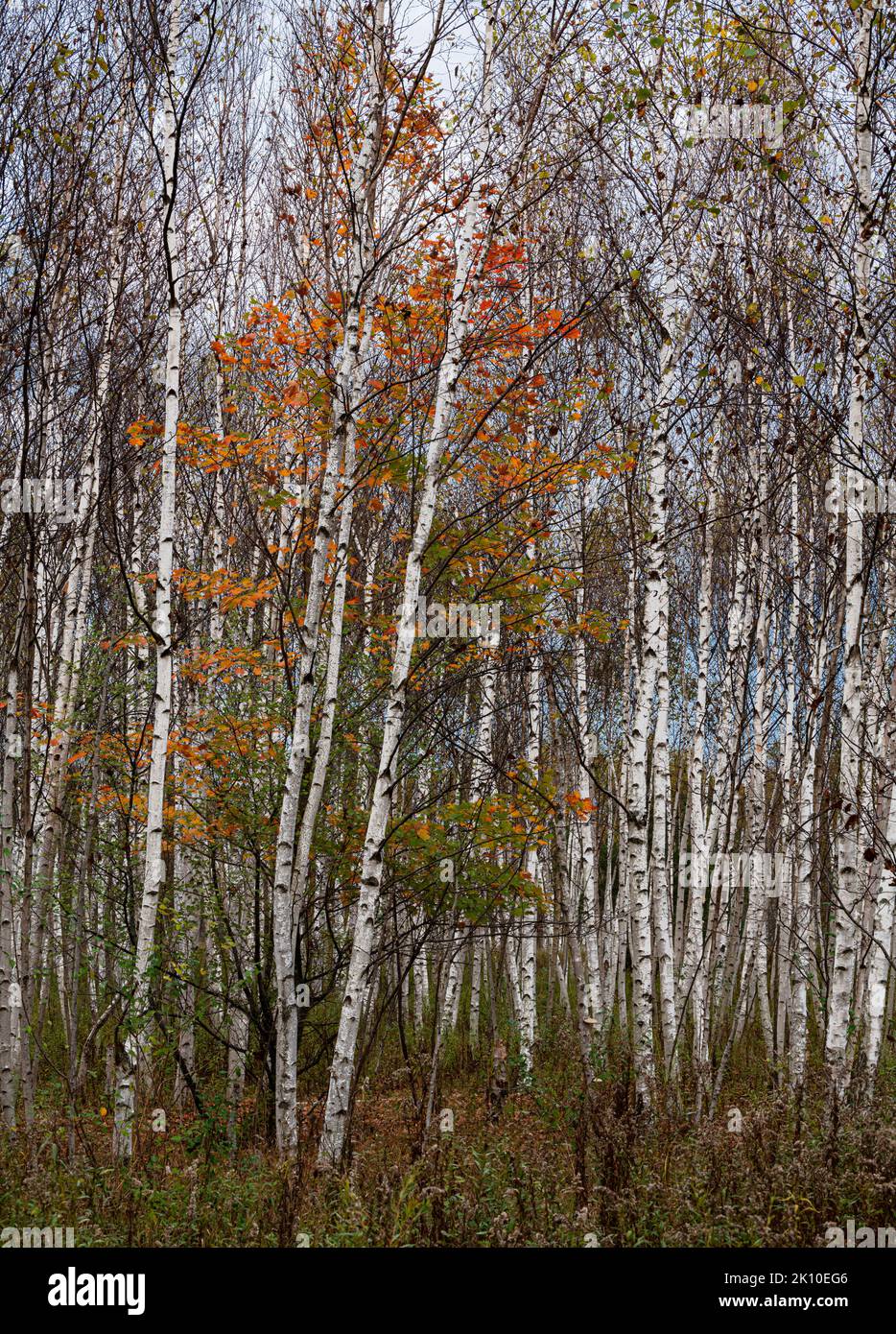 A Mple tree grows amongst a Birch grove with a border of gaoldenrod ...