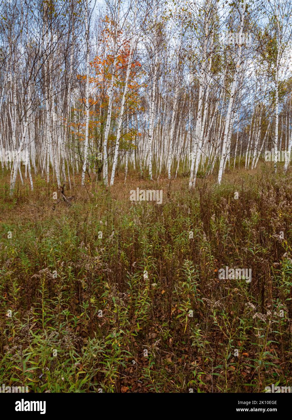 A Mple tree grows amongst a Birch grove with a border of gaoldenrod ...