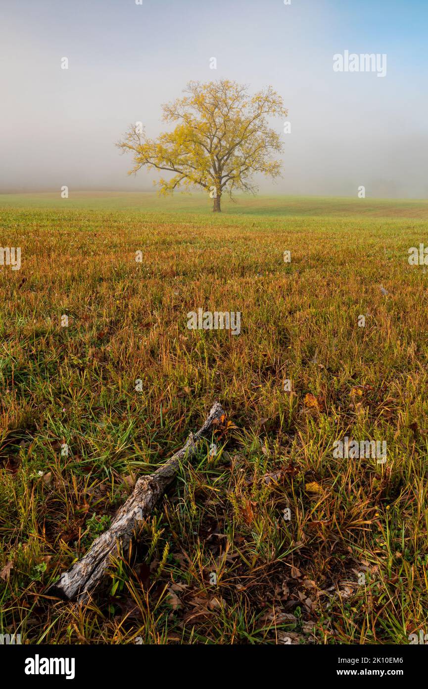 A singular Walnut tree (Juglans nigra) grows in the middle of a large ...