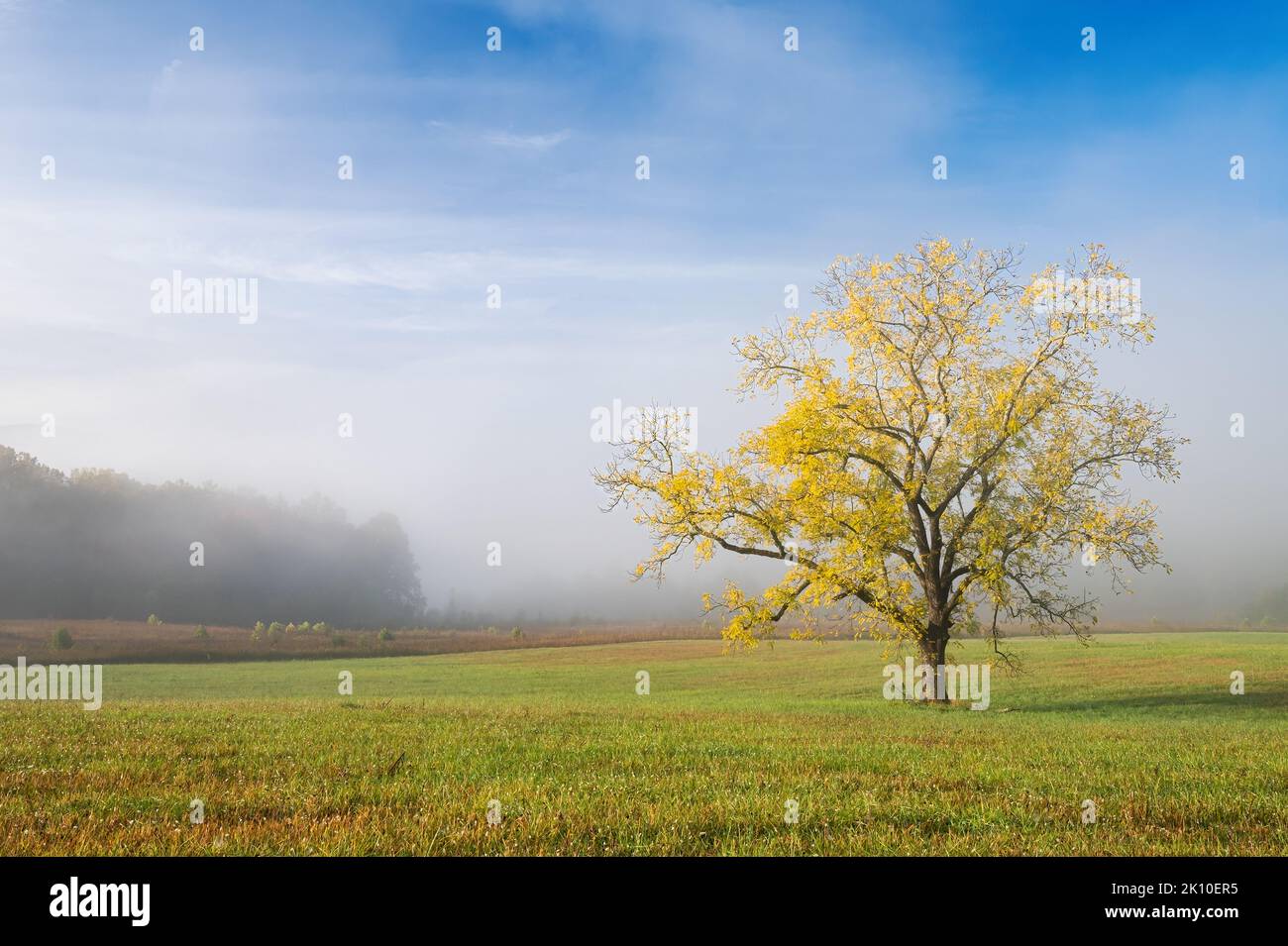 A singular Walnut tree (Juglans nigra) grows in the middle of a large ...