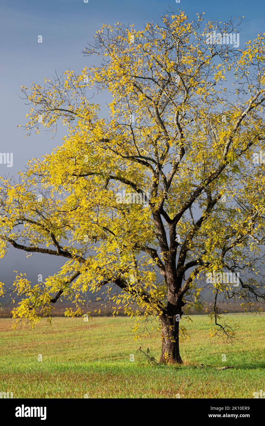 A singular Walnut tree (Juglans nigra) grows in the middle of a large ...