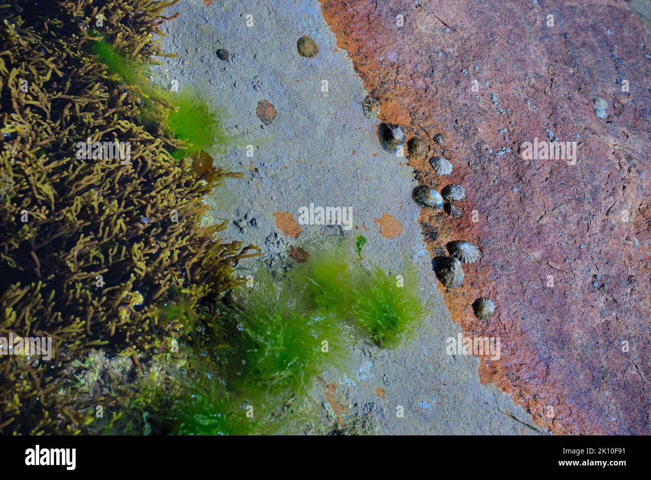 seabed at low tide with seaweed and shells in Brittany Stock Photo - Alamy