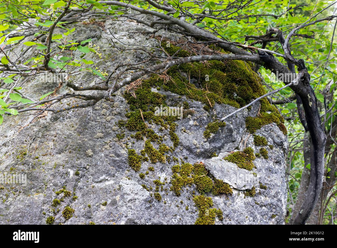 A small tree wrapping around a boulder partially covered in moss along ...