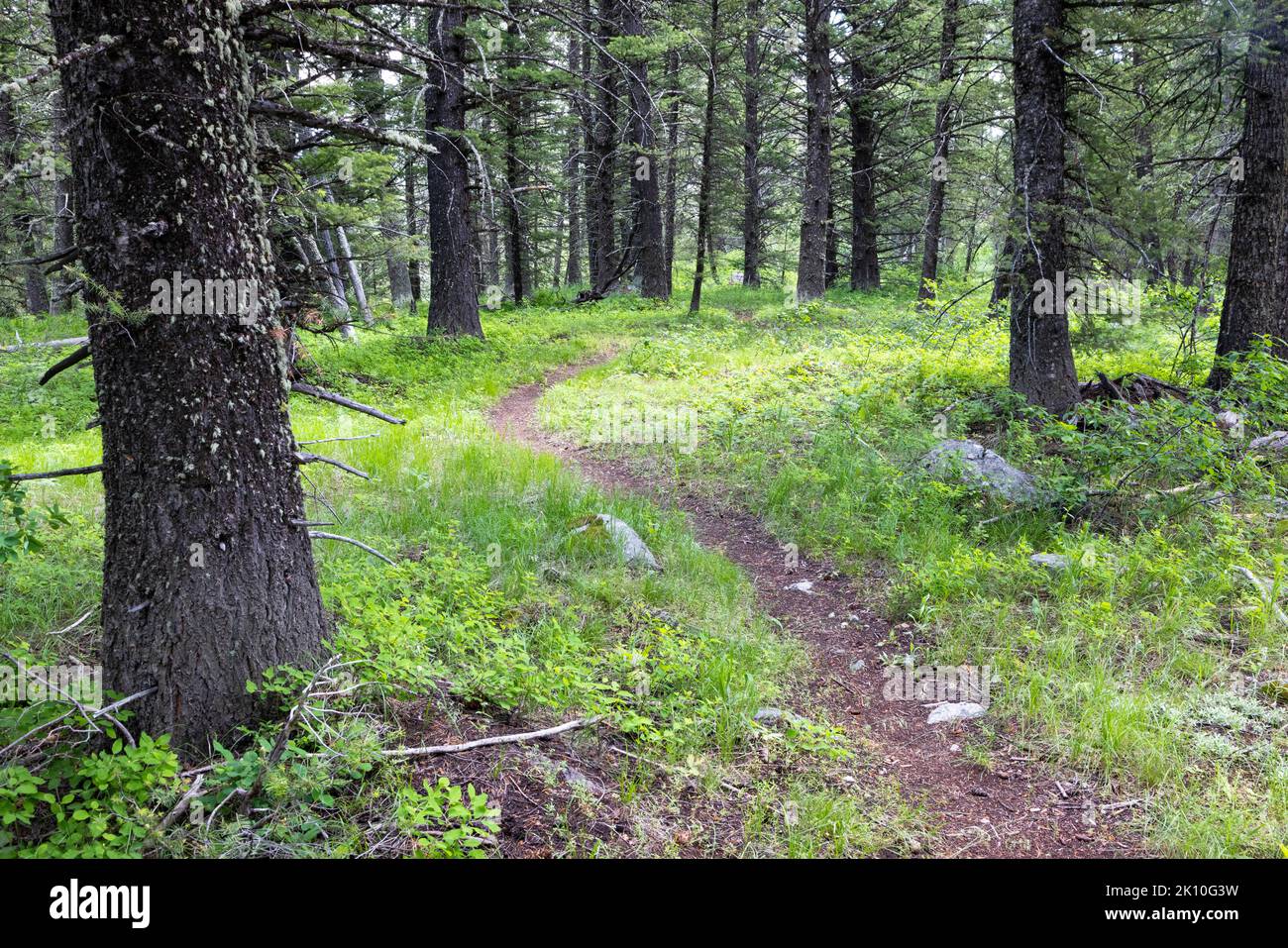 The Boulder Ridge Trail winding through an old and mature forest. Grand ...