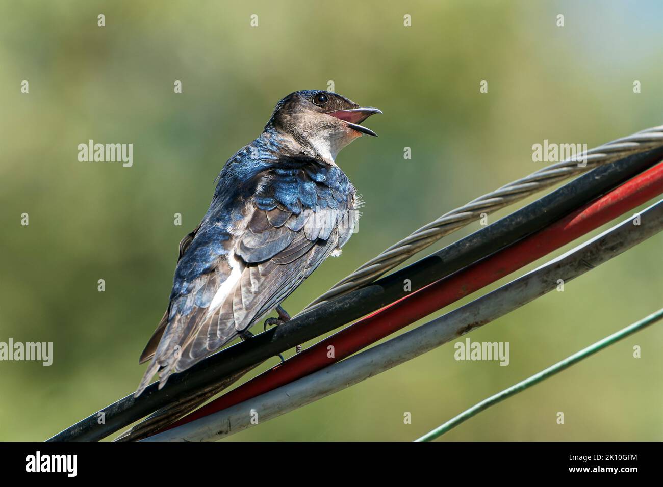 brown-chested martin, Progne tapera, single adult calling while perched ...