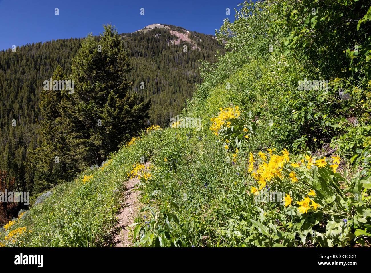 Arrowhead balsamroot wildflowers blooming along the Open Canyon Trail ...