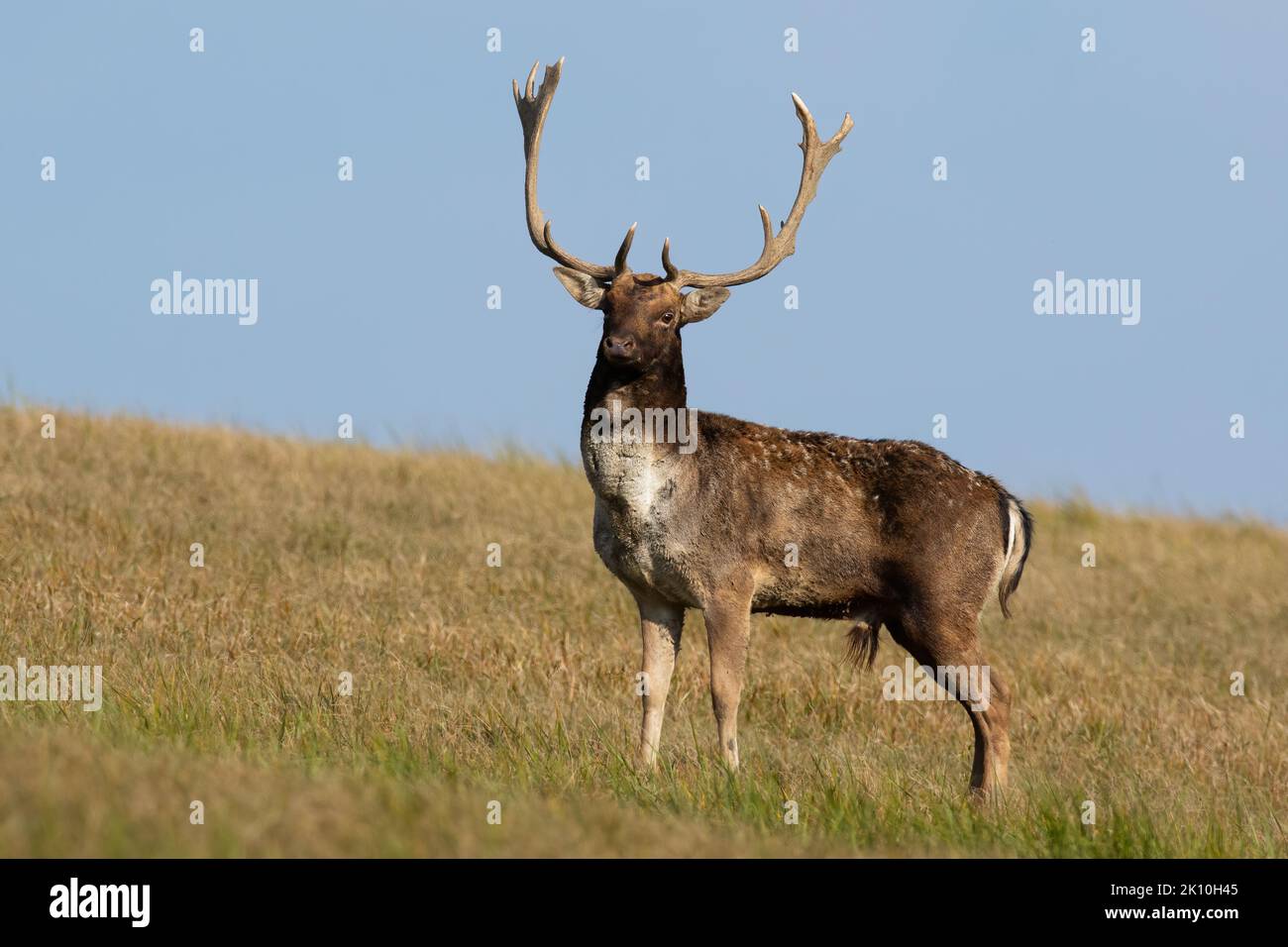 Fallow deer looking sky hi-res stock photography and images - Alamy