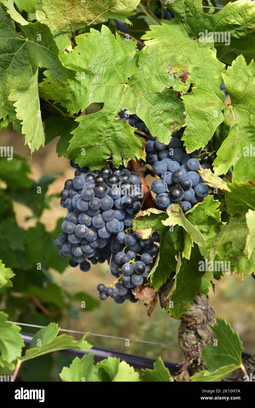Grape before the harvest on the vine at the Castille Var Provence wine ...