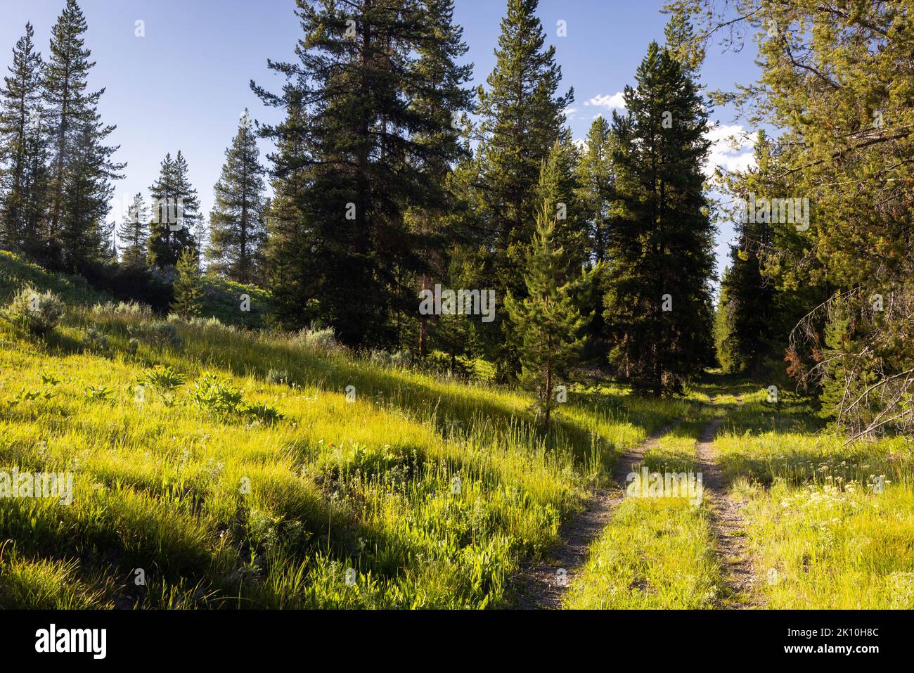 The Bug Canyon Trail reaching back into the woods as it stretches ...