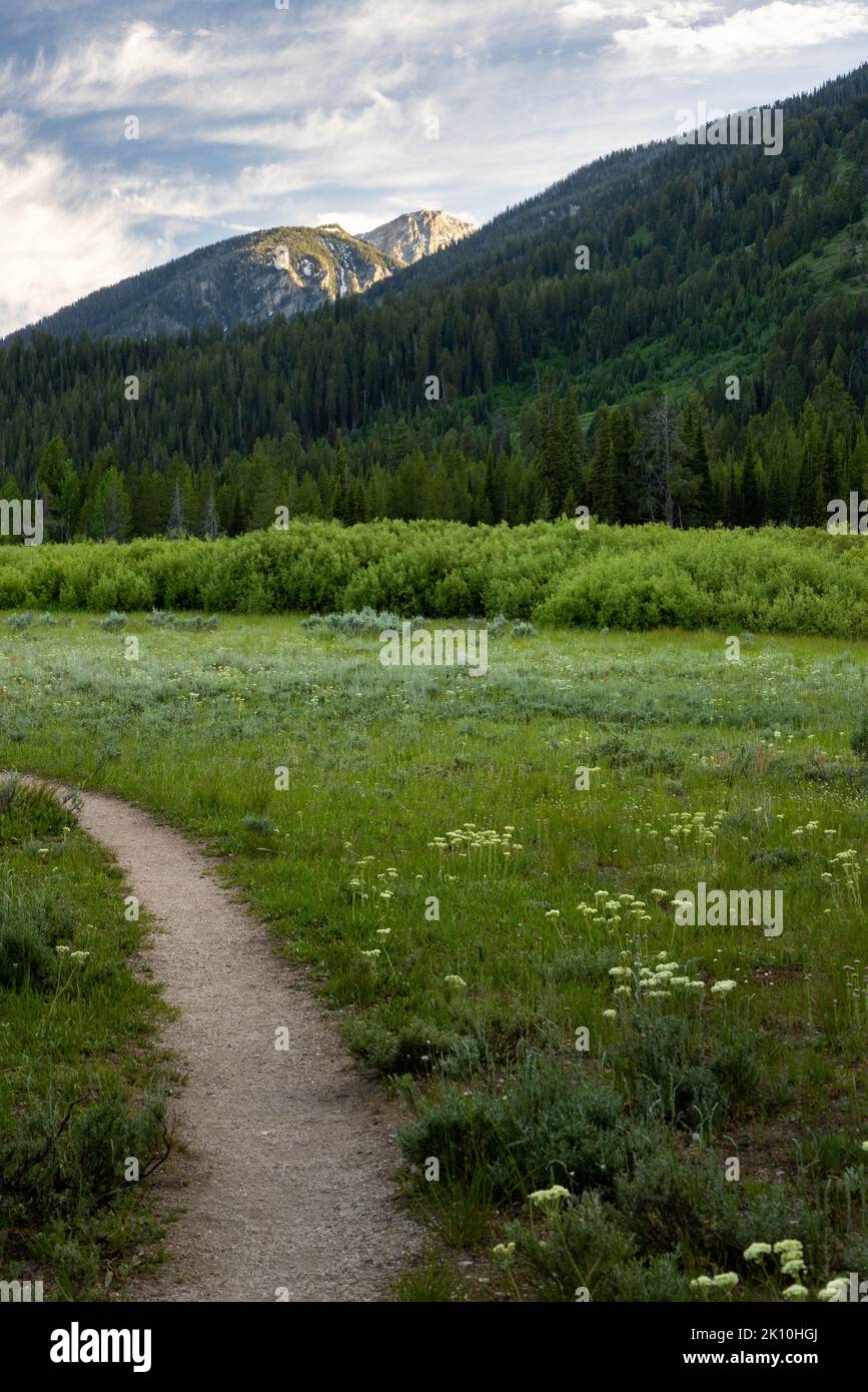 The Moose Ponds Trail winding through a meadow below the Teton ...