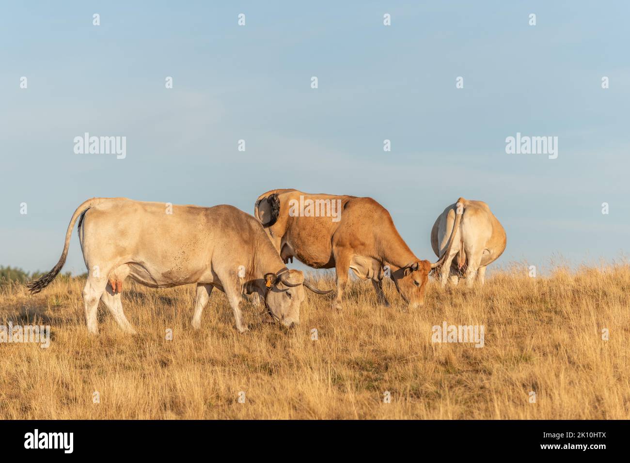 Aubrac cows in a dry pasture in summer. Aubrac, France Stock Photo - Alamy