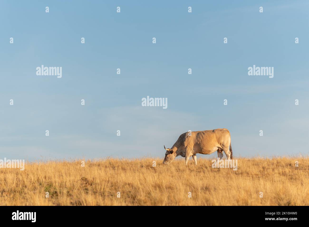 Aubrac cow in a dry pasture in summer. Aubrac, France Stock Photo - Alamy