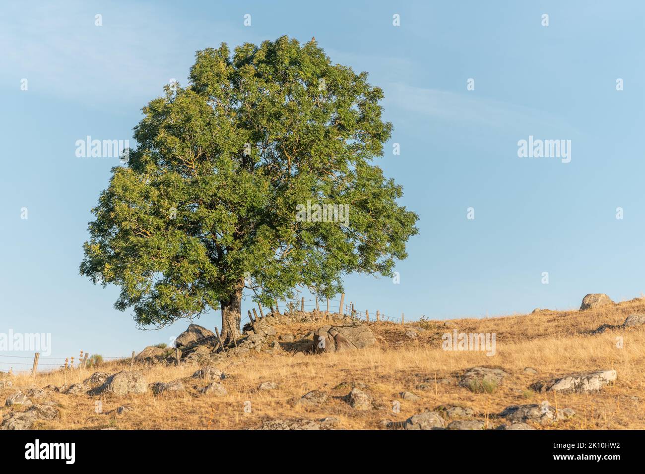 Large solitary tree on Aubrac plateau in summer. Cevennes, France Stock ...