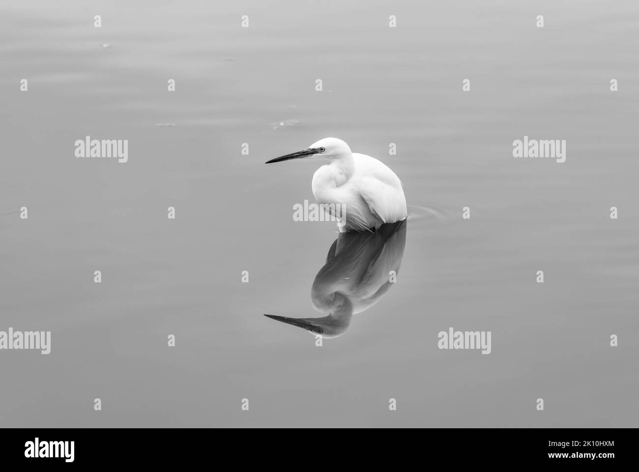 Side view black little Black and White Stock Photos & Images - Alamy