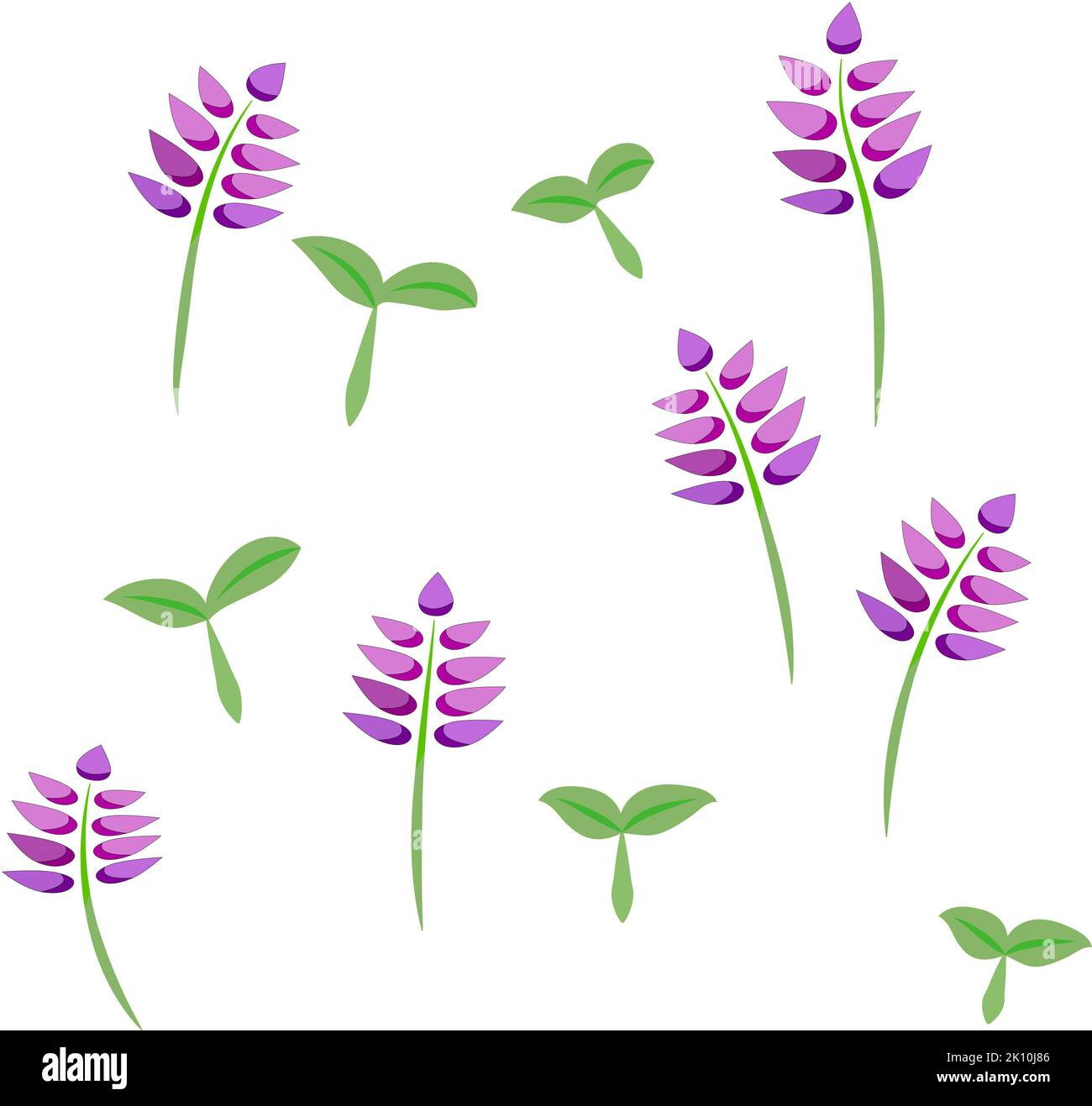 Bunch beautiful lavender in Cut Out Stock Images & Pictures - Alamy