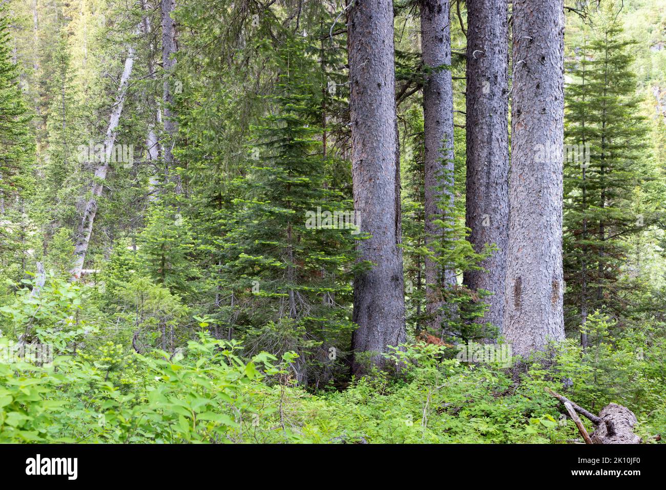 Thick forests hi-res stock photography and images - Alamy