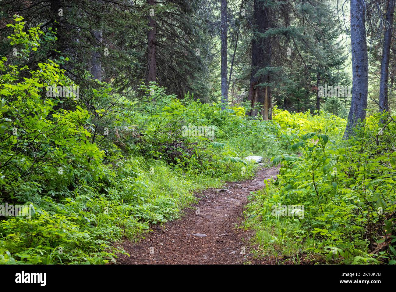 Moose ponds trail hi-res stock photography and images - Alamy