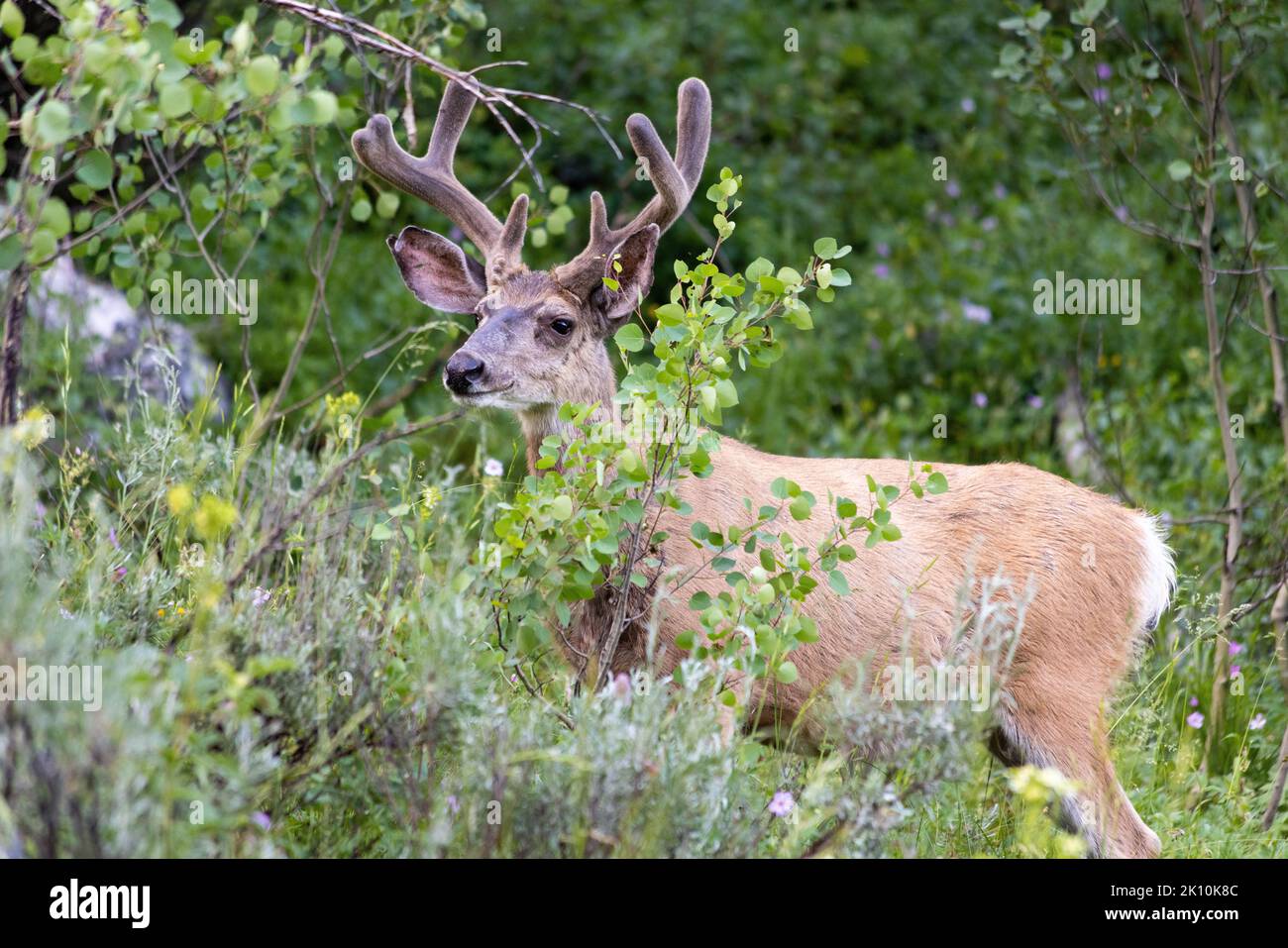 A mule deer buck emerging through aspen trees and sagebrush along the ...