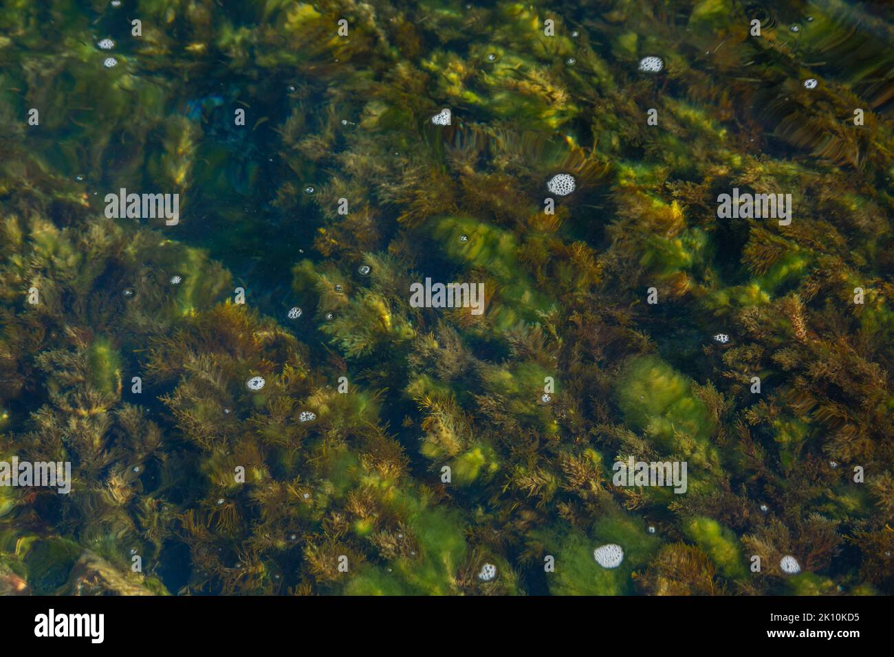 seaweed nature background. plant among the stones and pebbles in ...