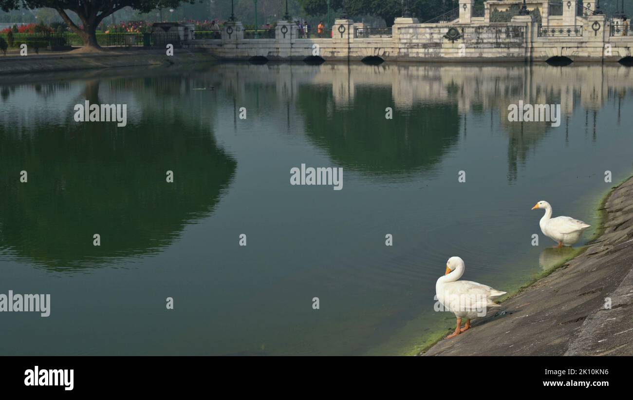 Two Swan birds,Anatidae family Cygnus genus,cleaning themselves at the ...