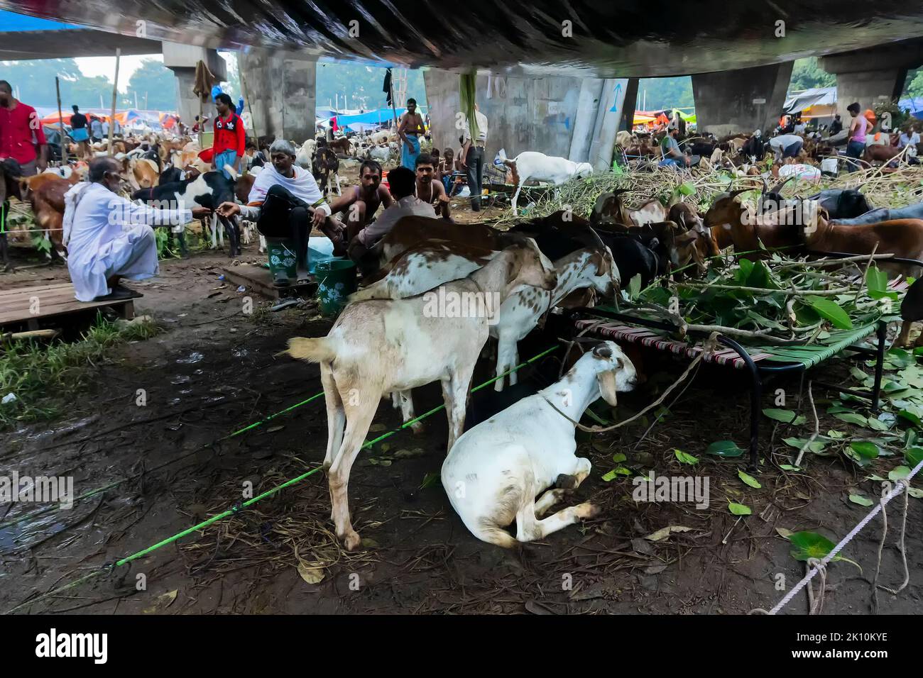 Kolkata, West Bengal, India - 11th August 2019 : Goats are being sold ...