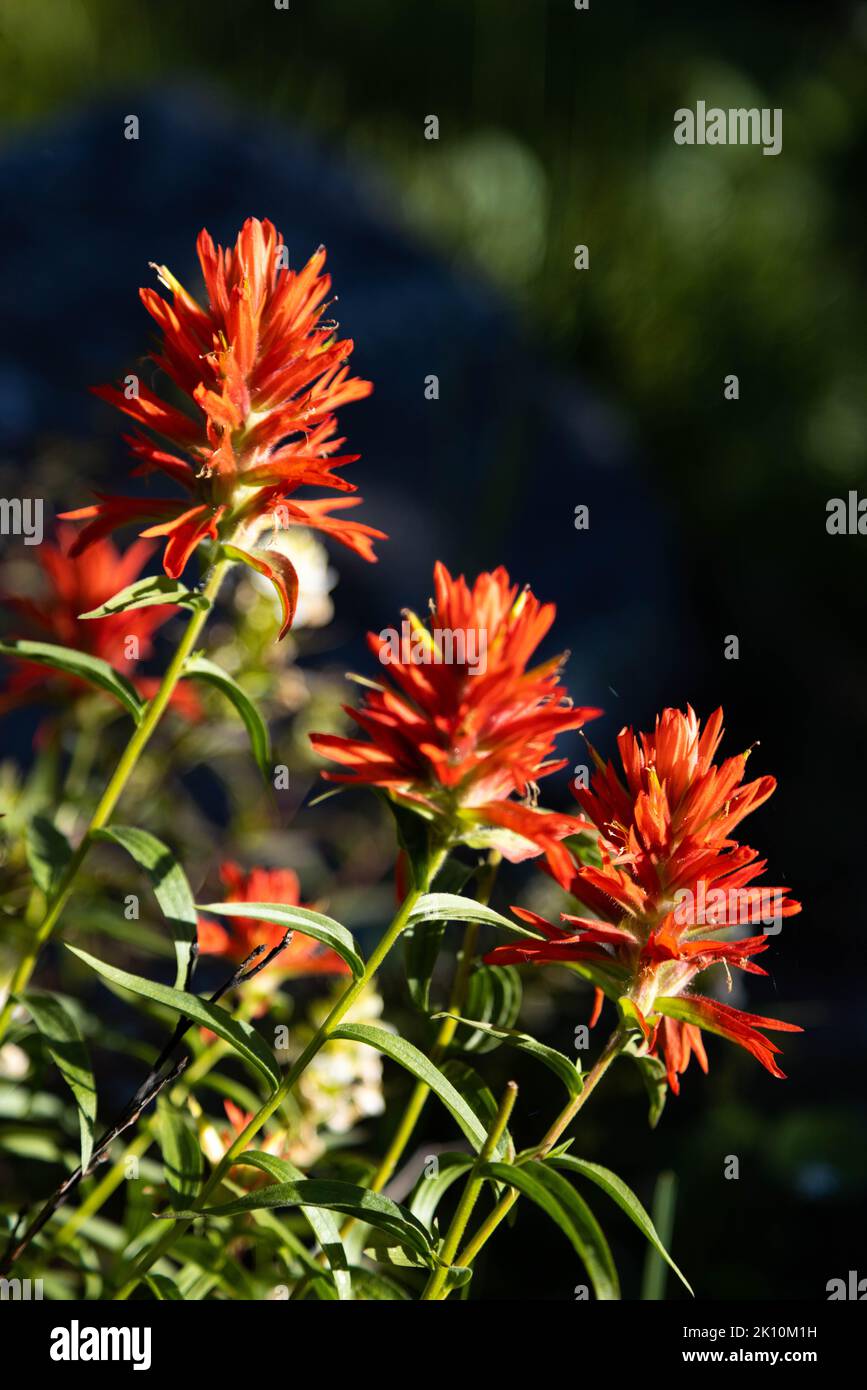 Indian paintbrush yellowstone hi-res stock photography and images - Alamy