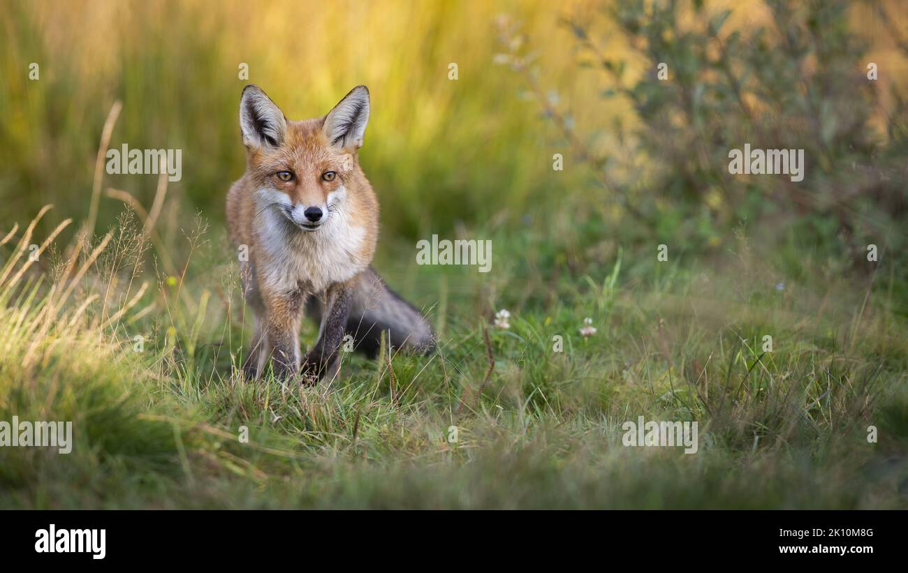 Red fox coming closer on grassland in summer with copy space Stock ...