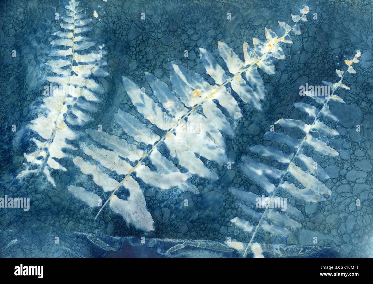 Wet Cyanotype of a Nephrolepis cordifolia, common name Boston Fern ...