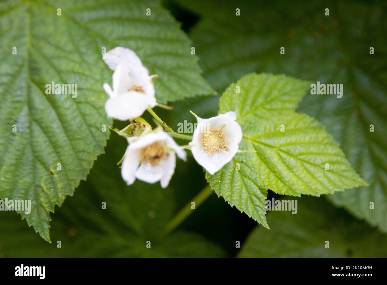 White thimbleberry wildflowers blooming above their jagged leaves along ...