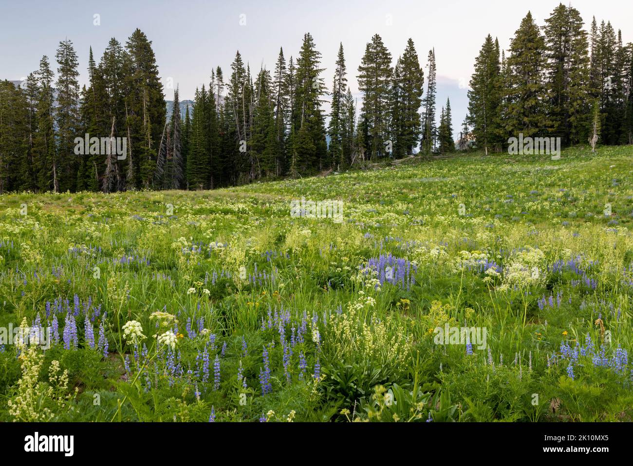 Lupine, cow parsnip, and other wildflowers blooming along the Teton ...
