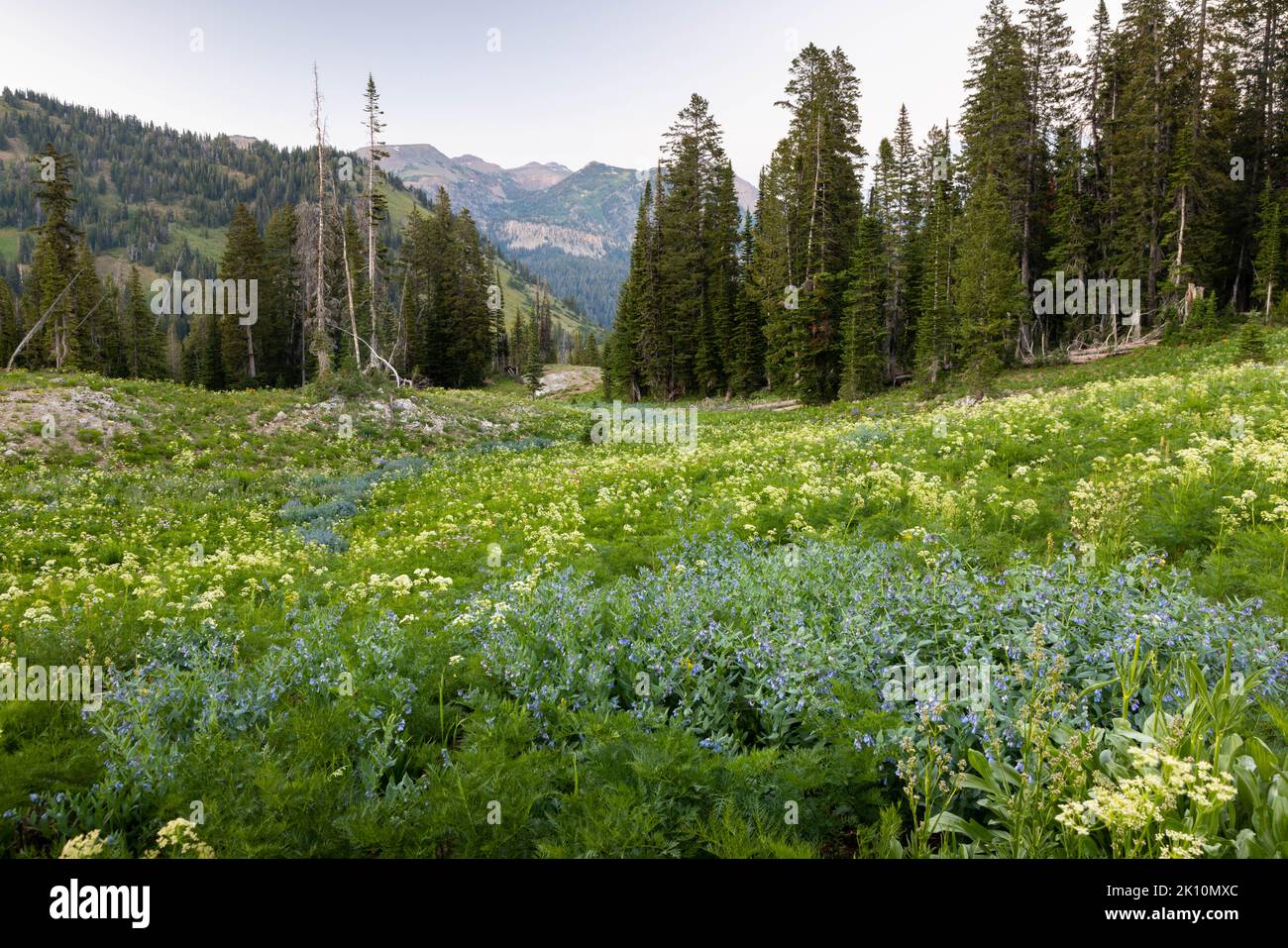 Bluebell and cow parsnip wildflowers blooming along the Teton Crest ...