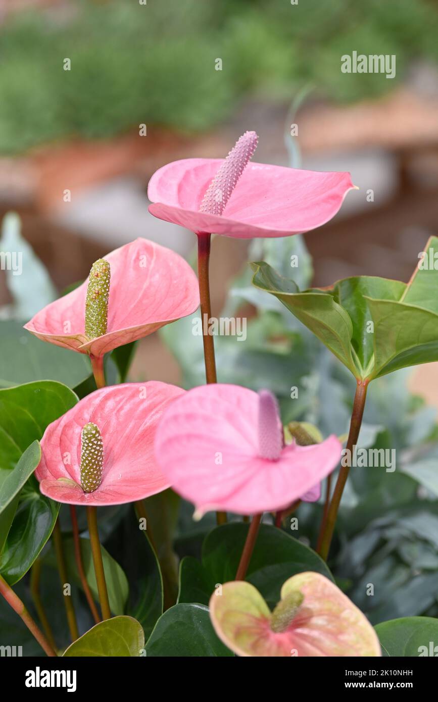Fresh bright pink anthurium flower in garden setting Stock Photo - Alamy